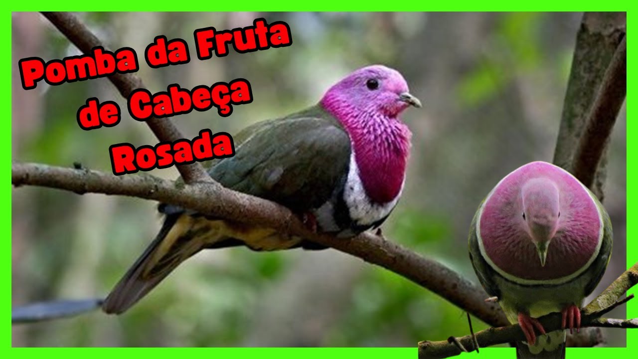 Pomba da Fruta de Cabeça Rosada - YouTube