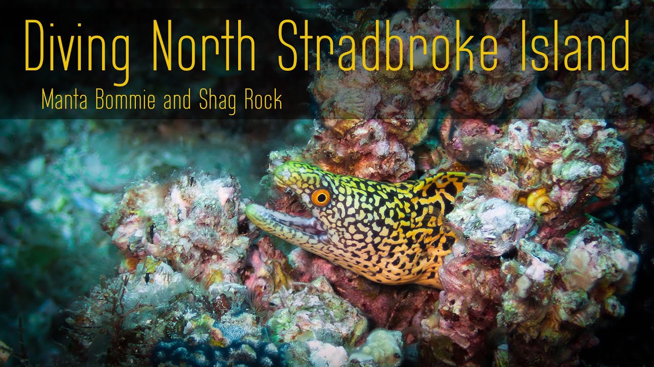 Diving with Manta Rays and Leopard Sharks at North Stradbroke Island ...