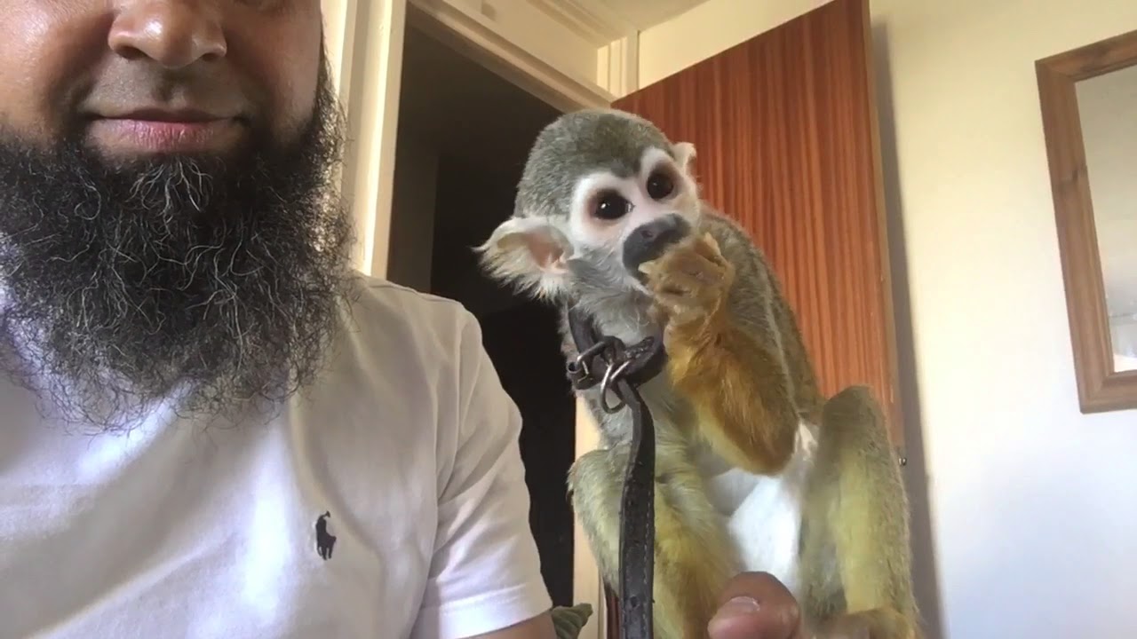Monkey eating potato chip . Chico the monkey - YouTube
