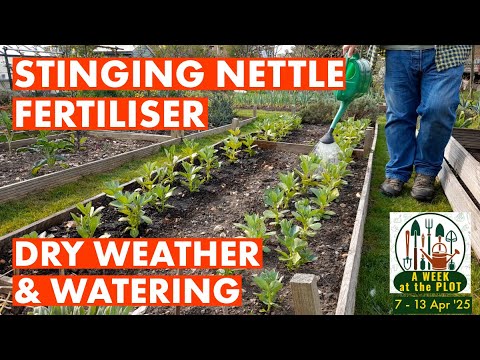 Stinging Nettle Feed, Dry Weather, Watering & Sowing Seeds: AWATP 7-13 ...