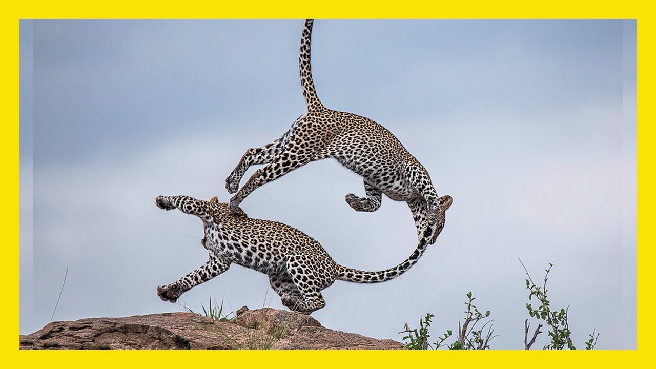 Winners of National Wildlife Photo Contest 2020 - YouTube