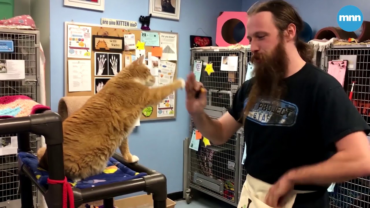 Cat Pawsitive helps cats get adopted by improving their lifestyle and ...