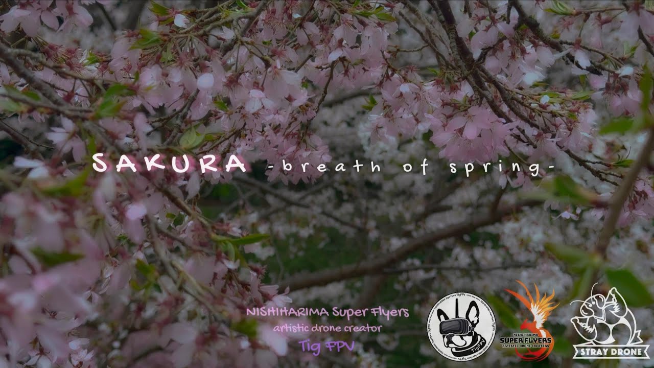 SAKURA -breath of spring- - YouTube