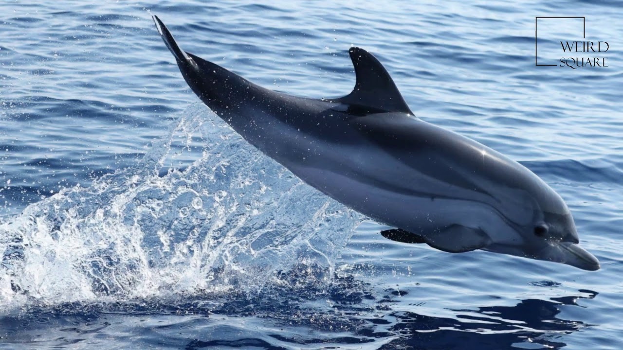 Interesting Facts About Striped Dolphin By Weird Square YouTube interesting-facts-about-striped-dolphin-by-weird-square-youtube