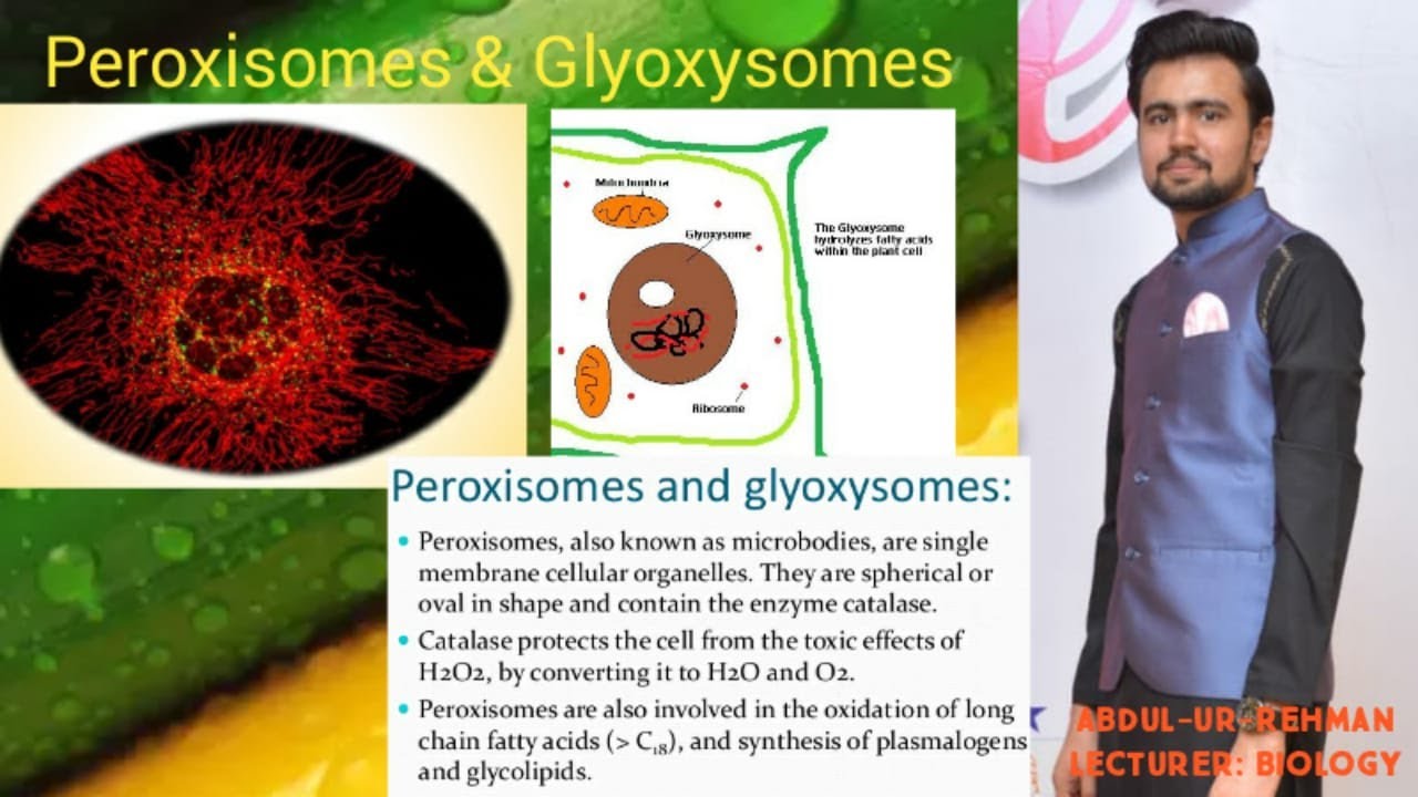 peroxisomes and glyoxysomes - YouTube