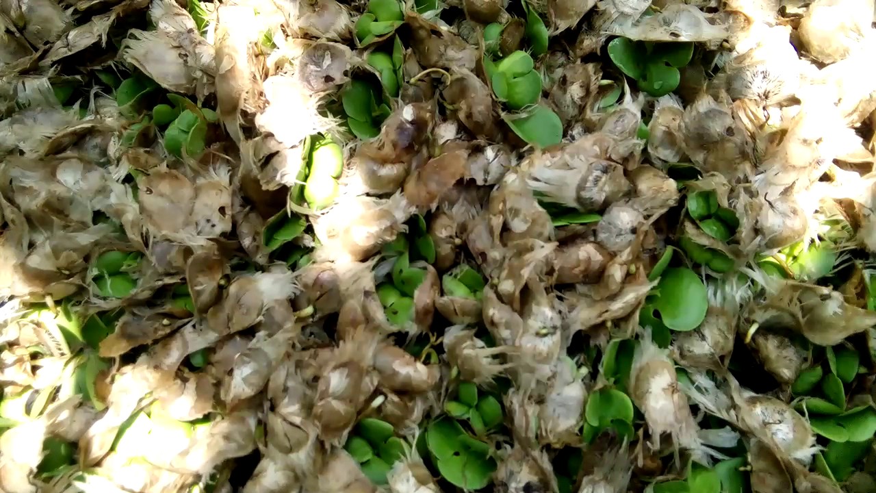 Jual biji bunga tabebuya kuning 085708640383 - YouTube