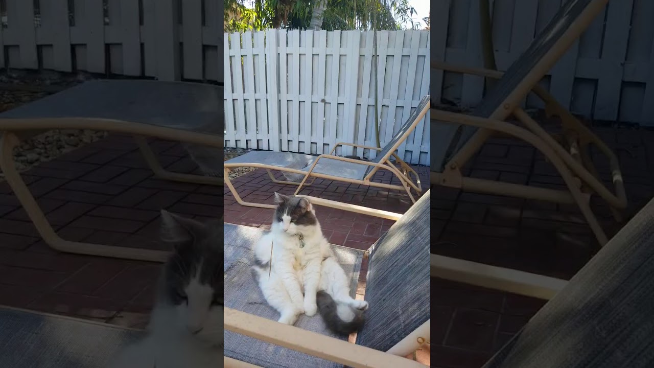 Capi the cat - YouTube