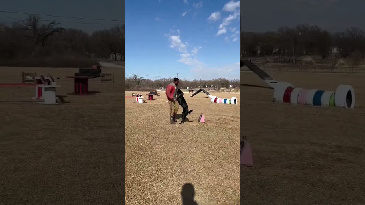 German Shepherd Defensive Training - YouTube