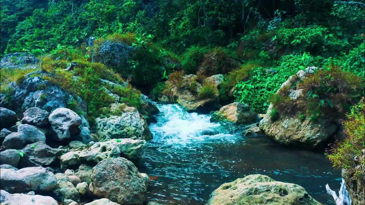 Beautiful Relaxing River sound With Birds chirping to Calm Your Body and Mind for Sleep - YouTube