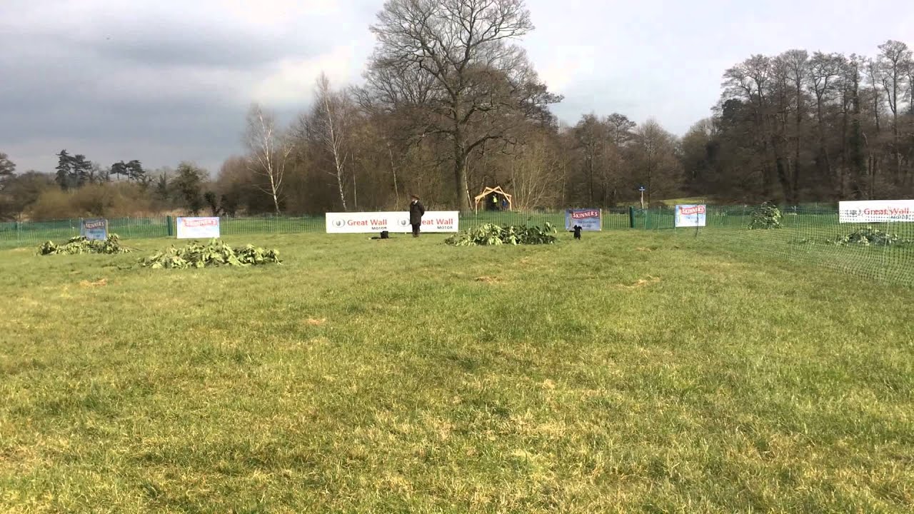 Kelmarsh country show 2015 gun dog scurry - YouTube