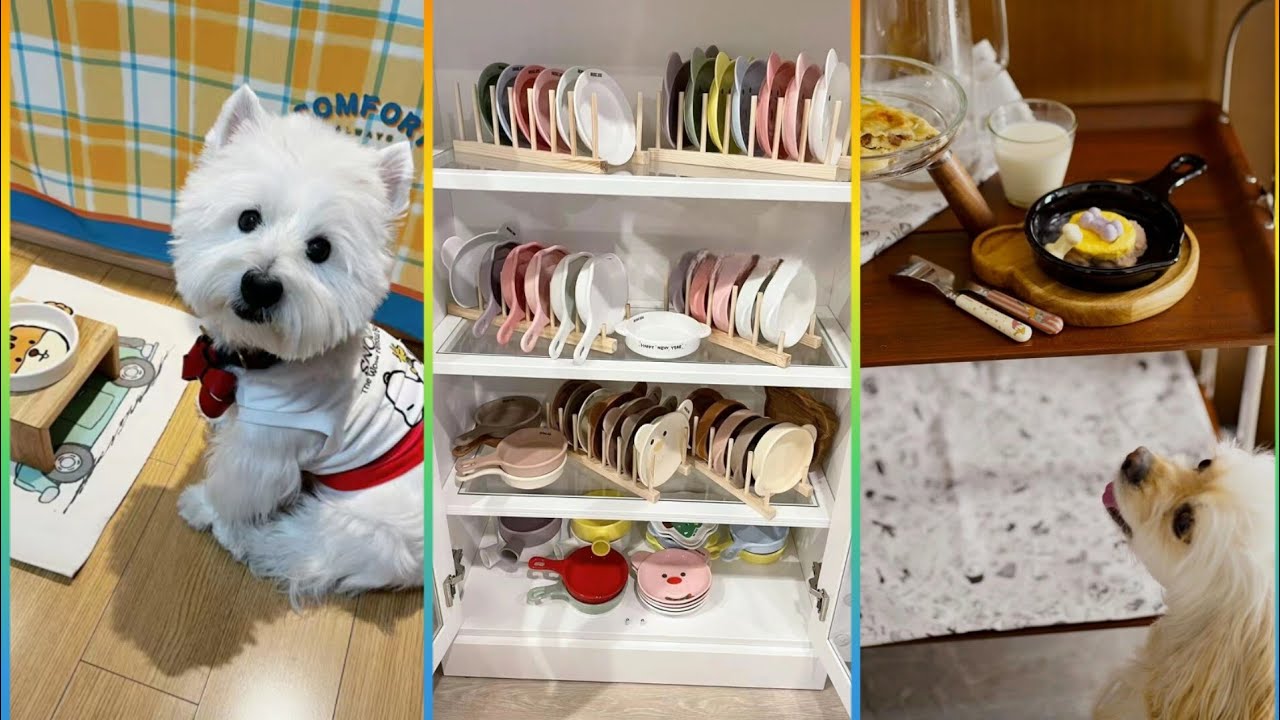 Golden Retriever😎 ~ Immersive Dog Eating Broadcast | Dog catering🦮 ...