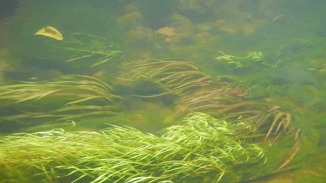 Blyxa aubertii [Watch in HD] - YouTube