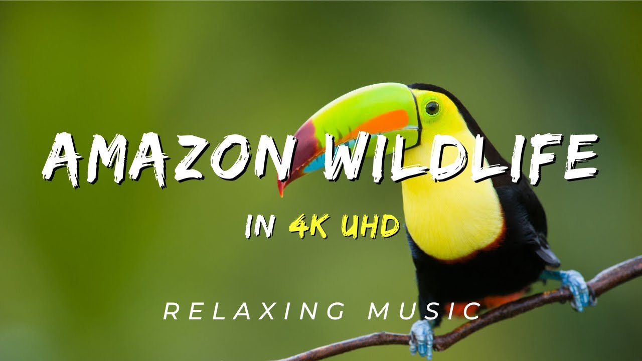 Amazon wildlife in 4K ULTRA HD 60 Fps Scenic Wildlife Film With ...