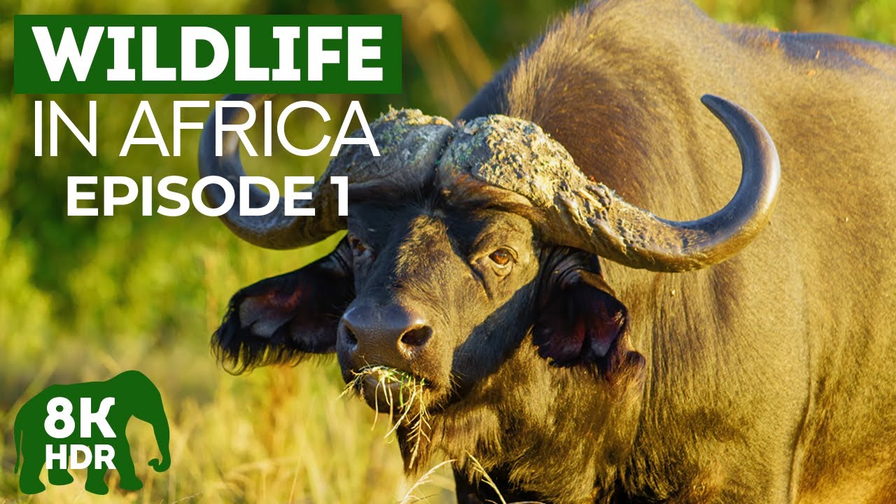 Incredible Wildlife of Africa - Episode 1 - 8K HDR Animals in Natural ...