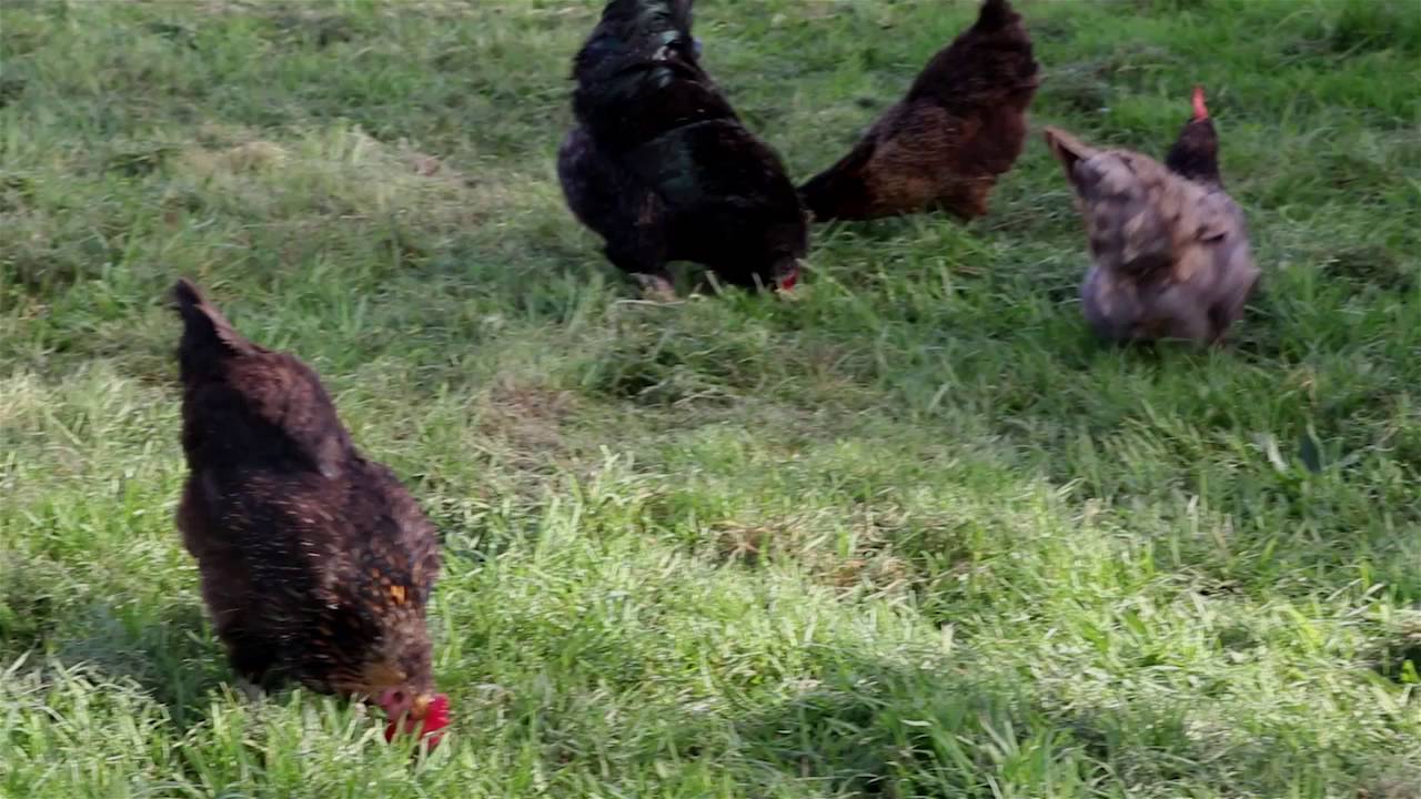 Welcome to Elm Farm, Nancekuke, Redruth, Cornwall TR16 5UF - YouTube