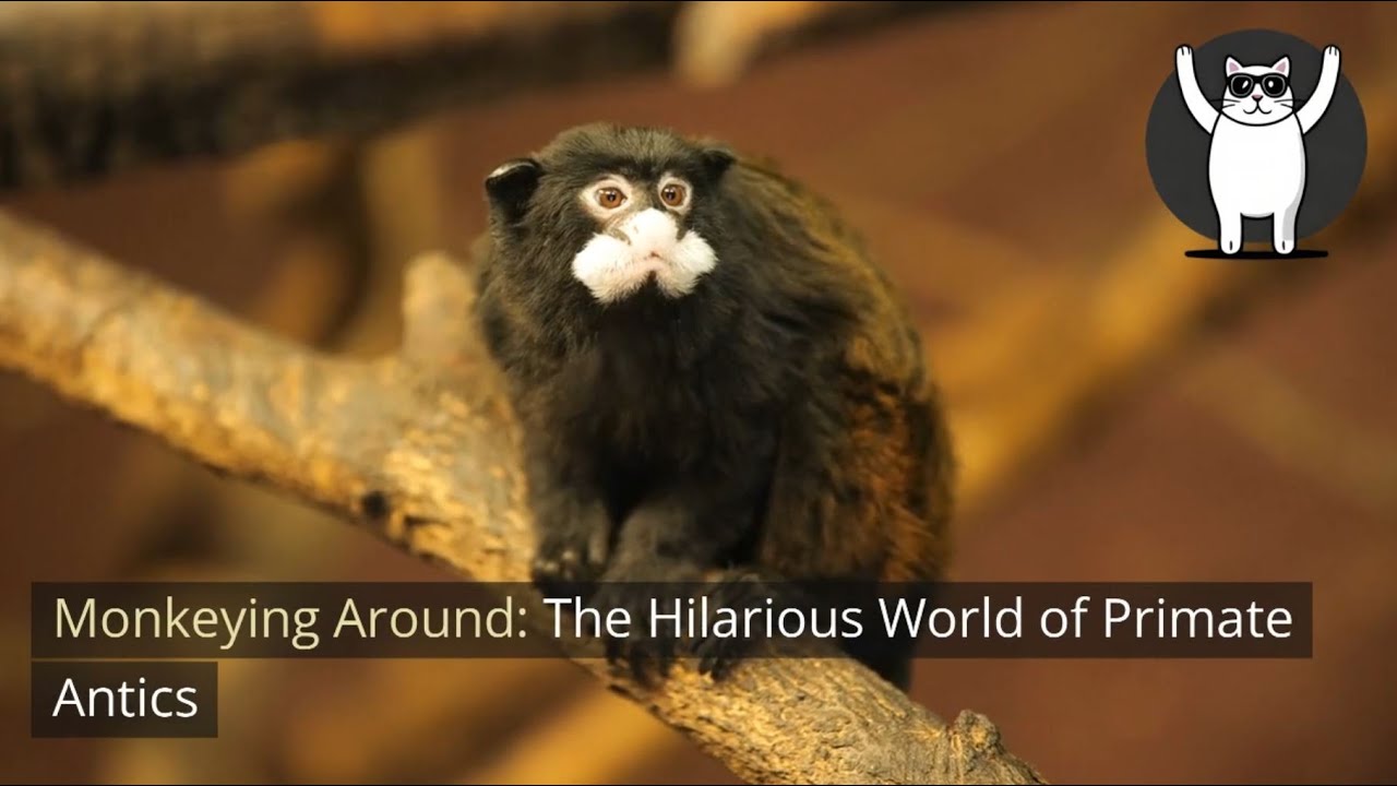 Monkeying Around: The Hilarious World of Primate Antics - YouTube