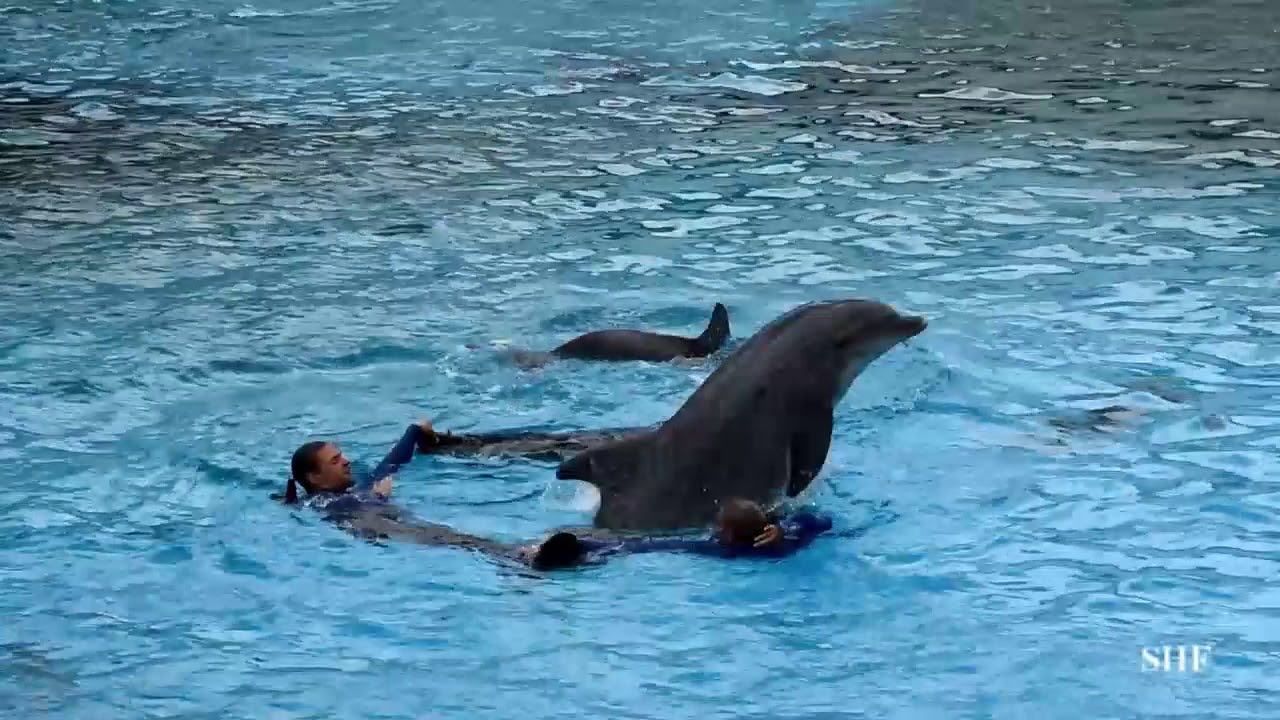 Parc Asterix 2019 - Révérence - Spectacle de dauphins et otaries - YouTube