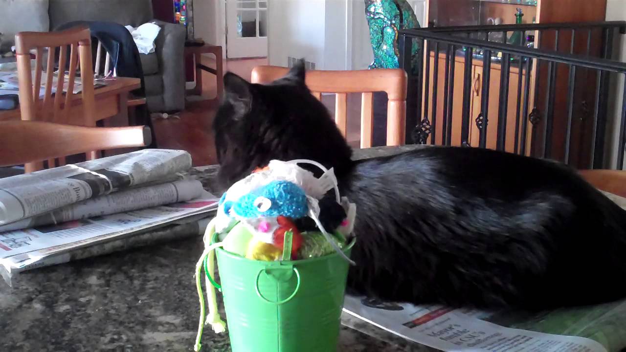 #MiceBucketChallenge Corporal Reggie Waddle for Cat Care Society - YouTube