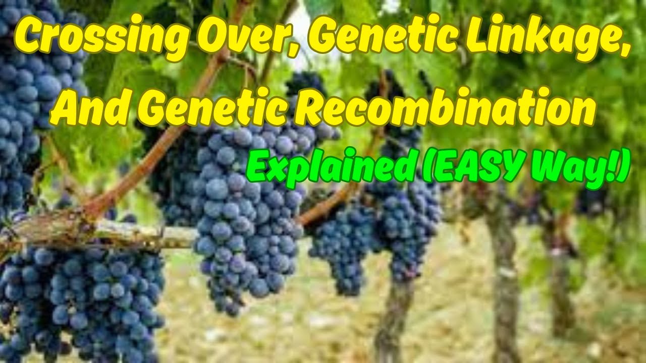Linked Genes, Crossing Over, Genetic Linkage, And Genetic Recombination ...