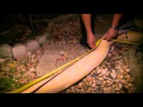 Raw: Huge Python Found Hiding in Florida Shed - YouTube