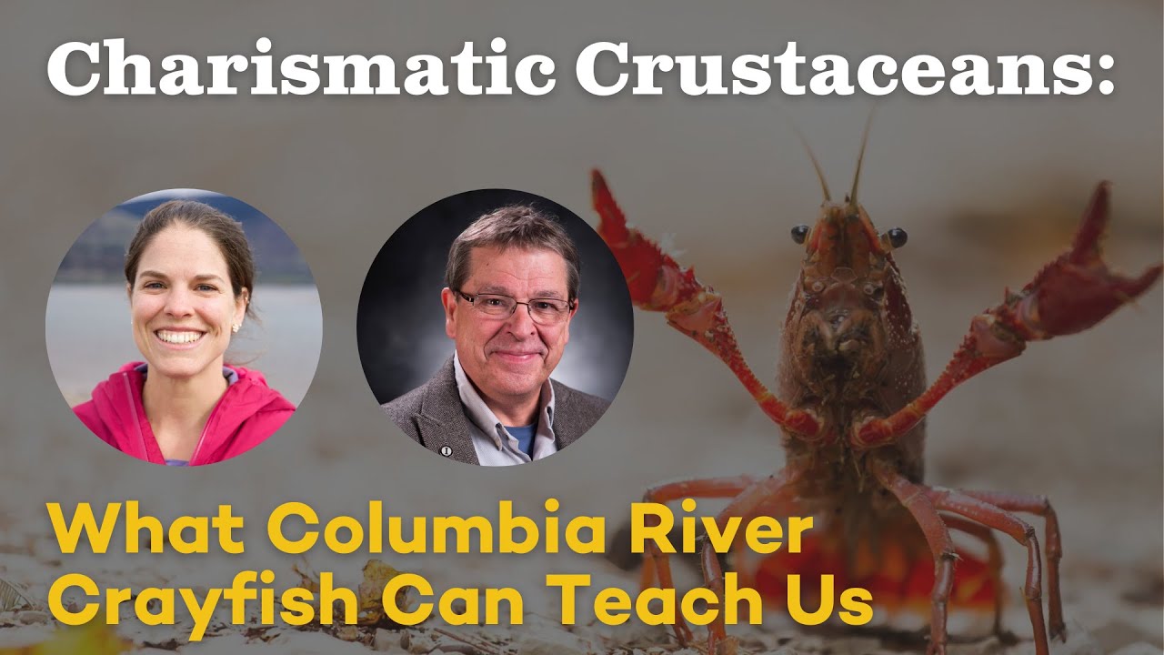 Charismatic Crustaceans: What Columbia River Crayfish Can Teach Us ...