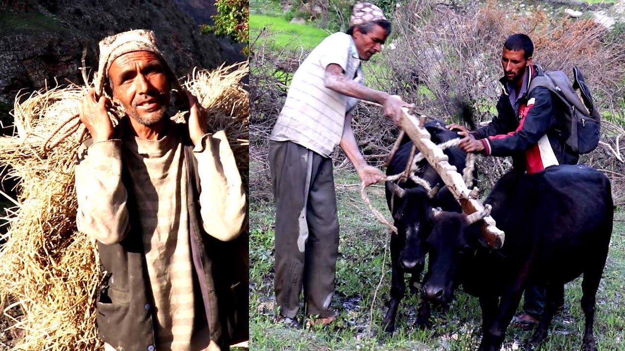 Natural Rural Nepal || Ploughing Farm Field || Karnali Rural Nepal ...
