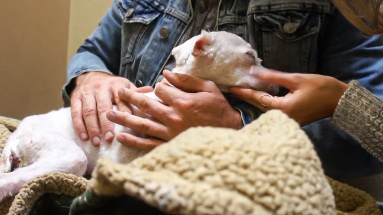 Homeless Poodle Who Just Realized She’s Being Rescued Has Unusual ...
