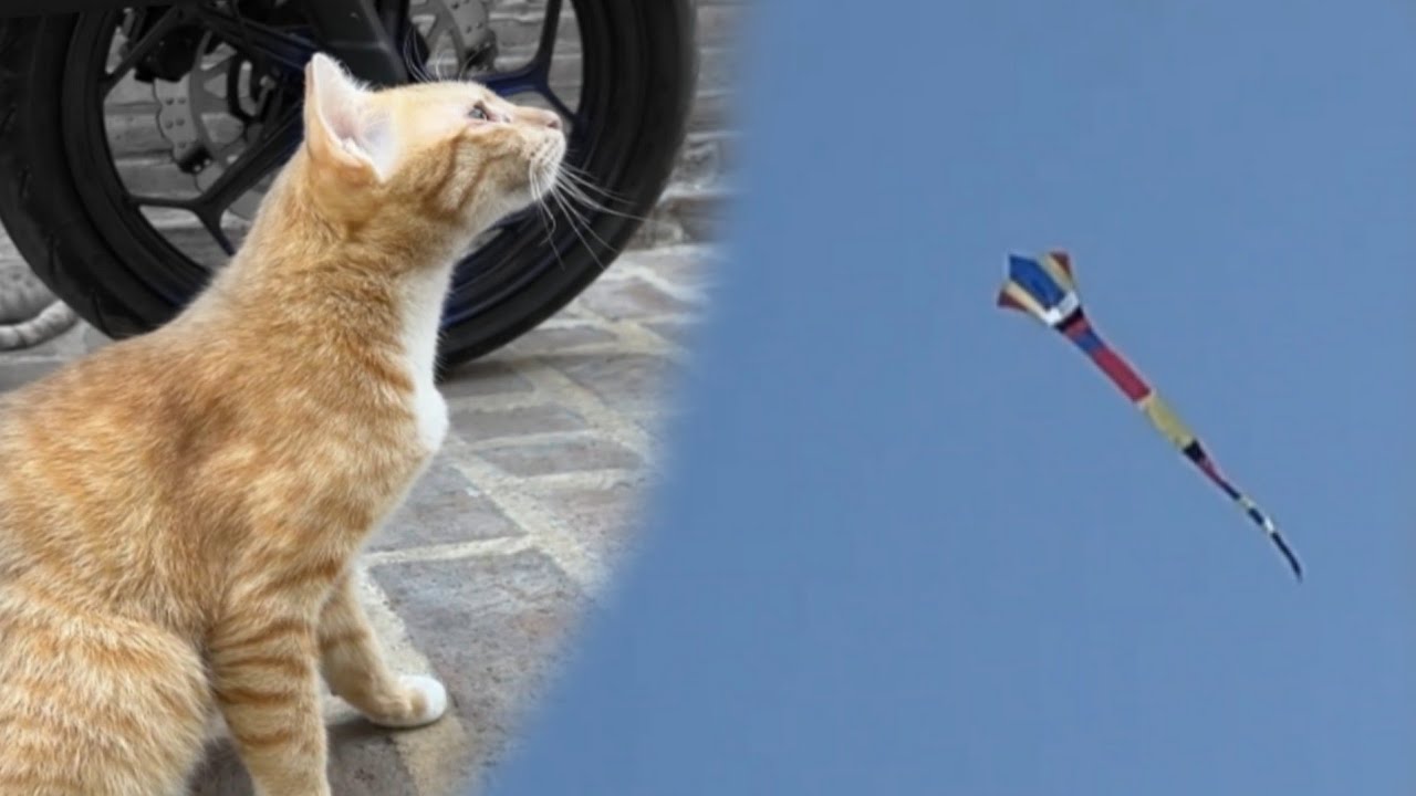 Bengong 🤣! Kucing Ini Melihat Layangan Seperti Melihat Cicak Warna ...