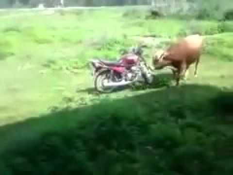 Boğa motora halleniyor.