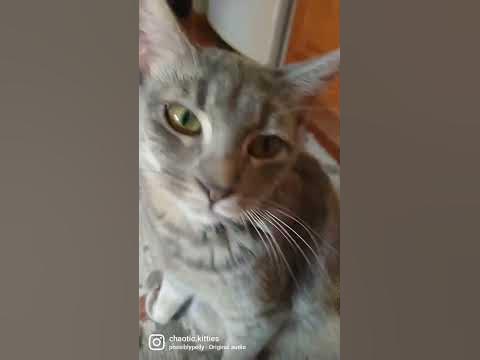 more low quality cat content while you wait - YouTube