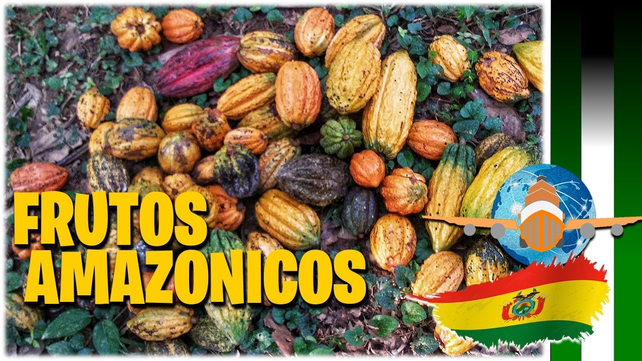 Frutas amazónicas de Bolivia 🛳 - YouTube