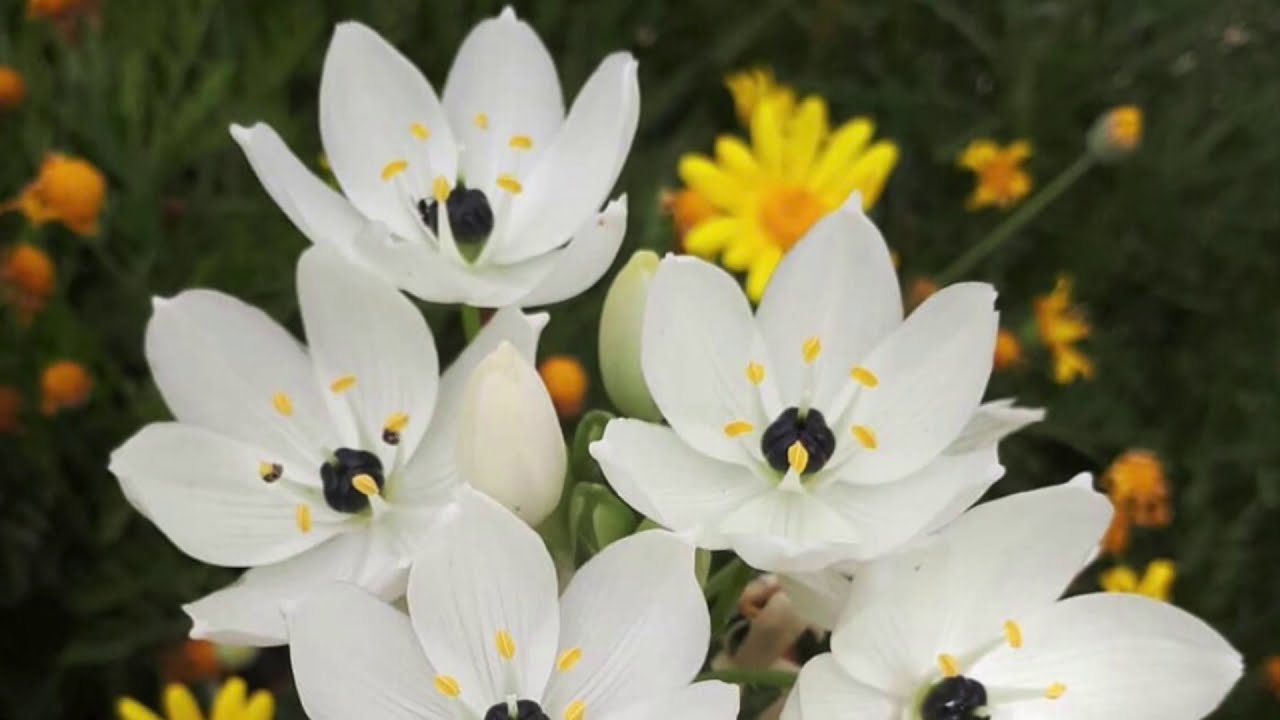 Flowers . - YouTube