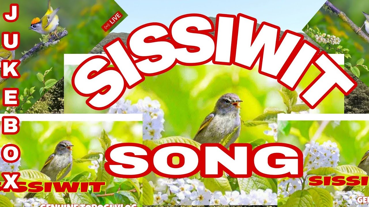 SISSIWIT SONG #SISSIWIT - YouTube