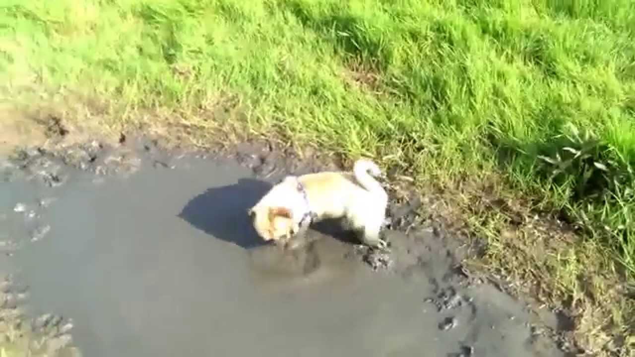 Pug in mud - YouTube