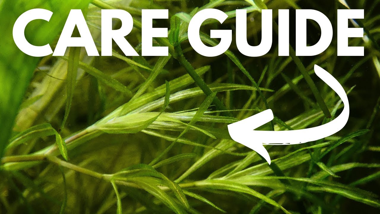 Guppy Grass Care: Complete Guide to Keeping and Growing GUPPY GRASS ...