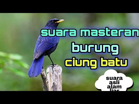 suara masteran burung ciung batu - YouTube