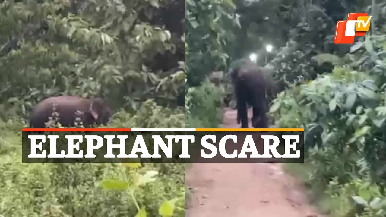 Elephant Scare In Village In Baranga On Cuttack Outskirts | OTV News ...