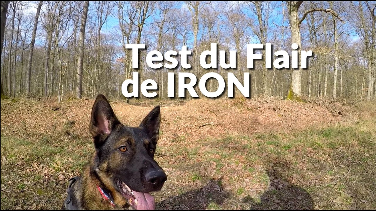 ON TEST LE FLAIR DE IRON | Berger Allemand Gris - YouTube