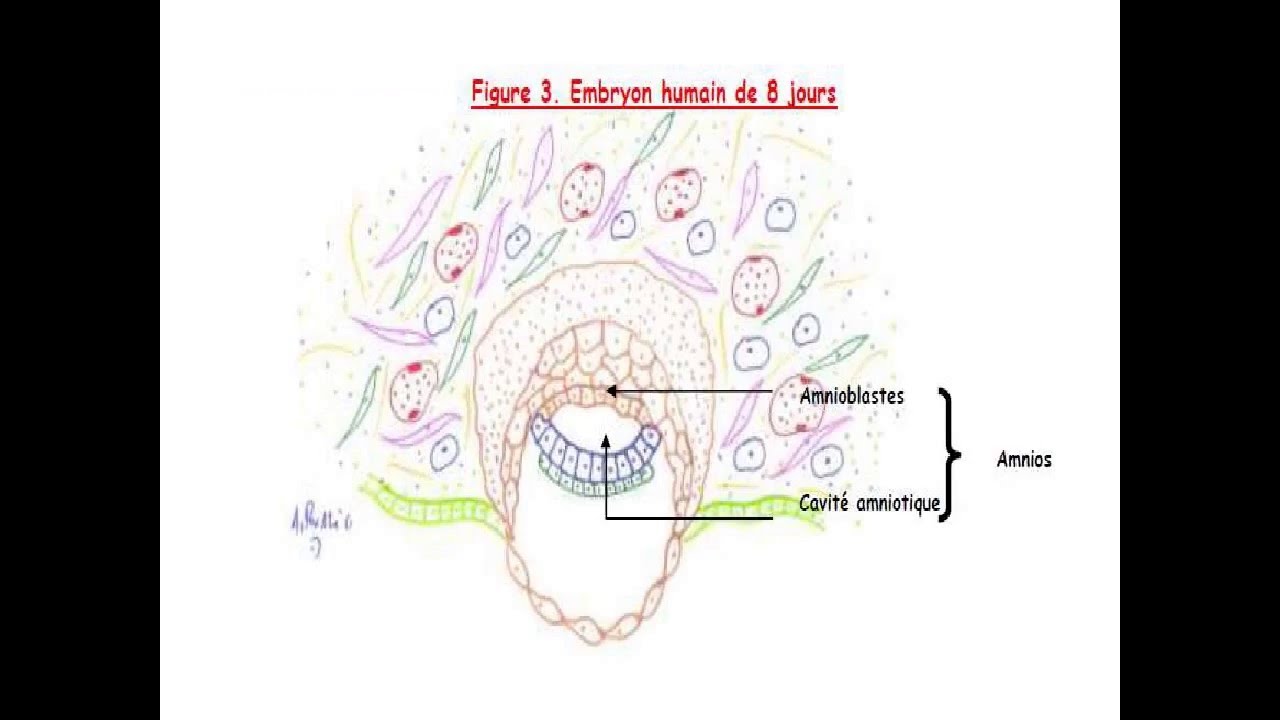 EMBRYOLOGIE Amnios - YouTube
