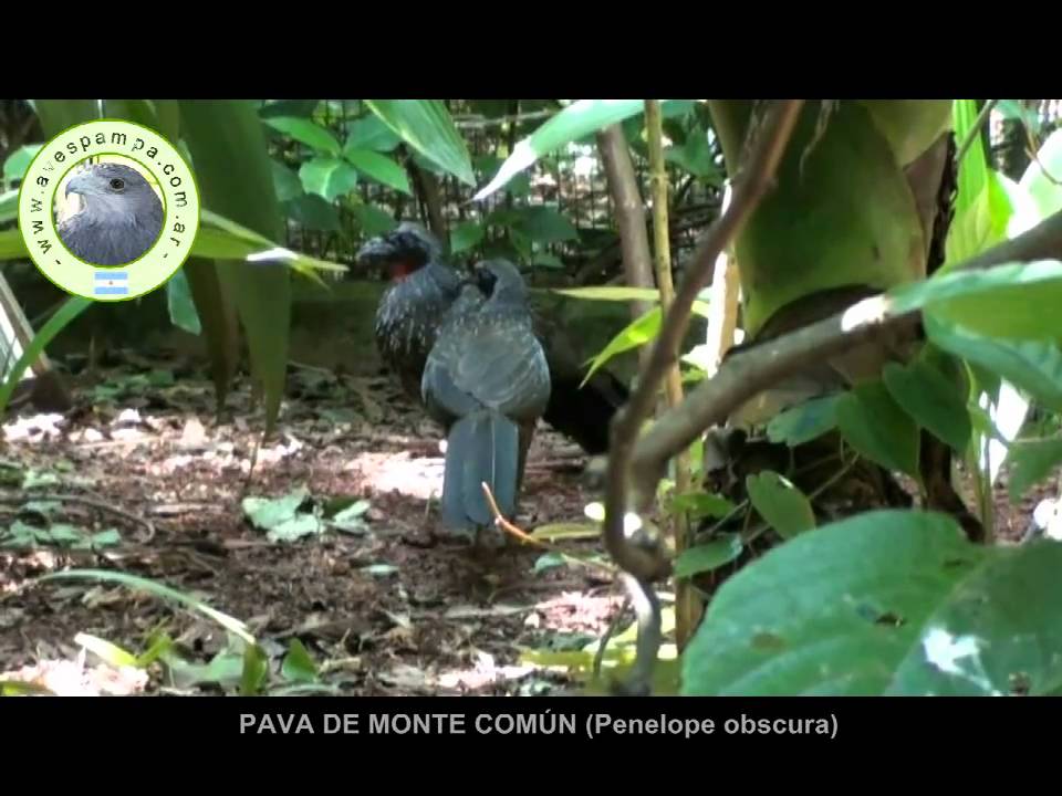 Pava_de_Monte_Comun.mpeg - YouTube