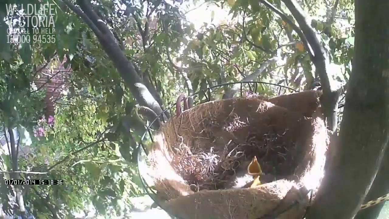 Red Wattlebird feeding in makeshift nest - YouTube