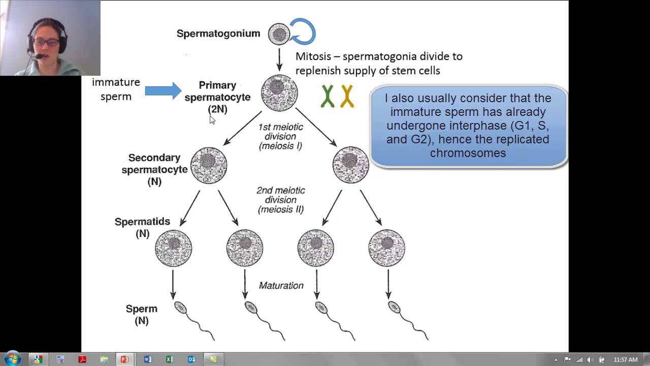 Spermatogenesis Video Lesson - YouTube
