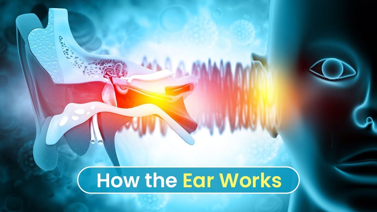 How Do We Hear? Step by Step 3D Guide - YouTube