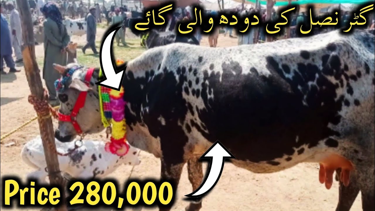 Gondal Mandi ki Video | Mandi Update in 2024 | Cows Mandi | Milk Cows ...