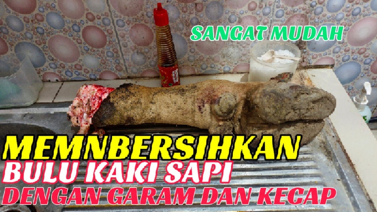 Membersihkan bulu kaki sapi dengan garam dan kecap - YouTube