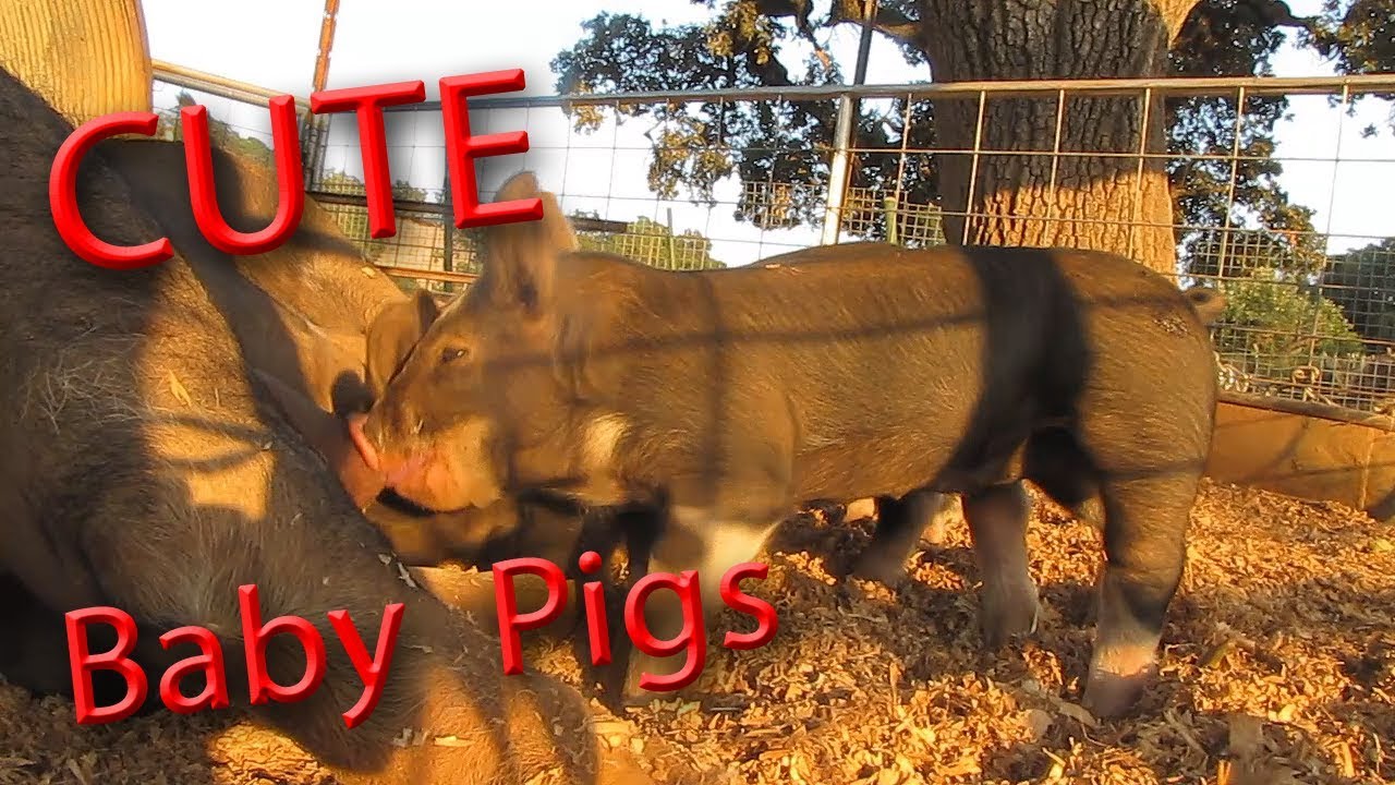Adorable Baby Pigs & Farm Animals | Goats & Donkey - YouTube