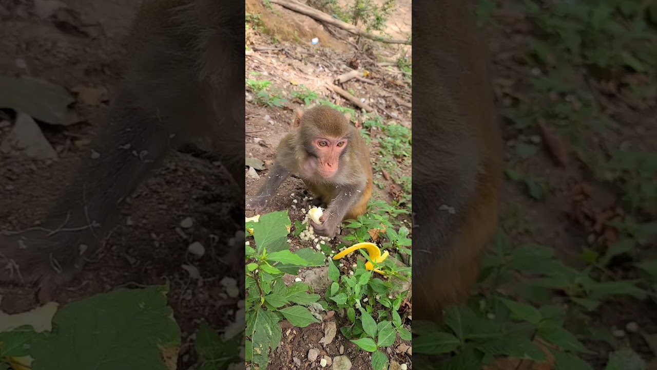 Feeding Foods And Fruits To The Hungry Wild Monkeys #3087 - YouTube
