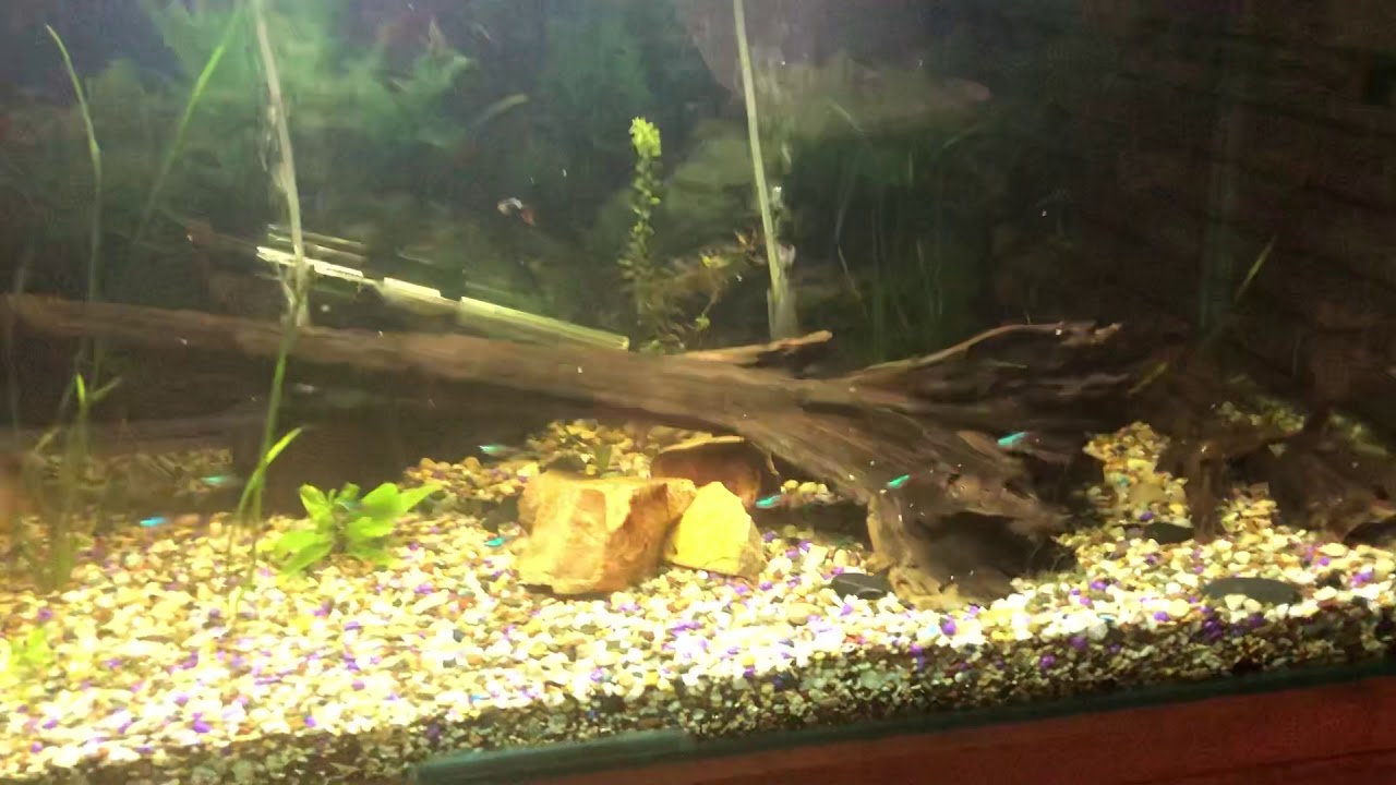 4 foot community tank (4x2x2 120 gallon) - YouTube