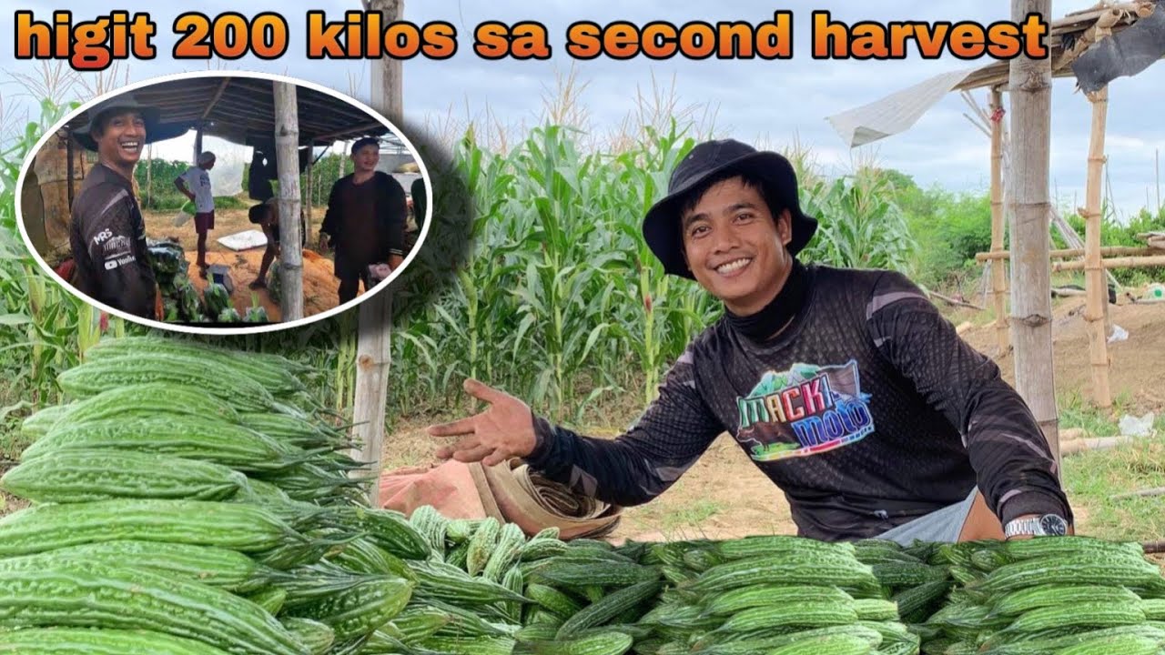 PAGBISITA NG BUYER NG GULAY SA FARM - YouTube