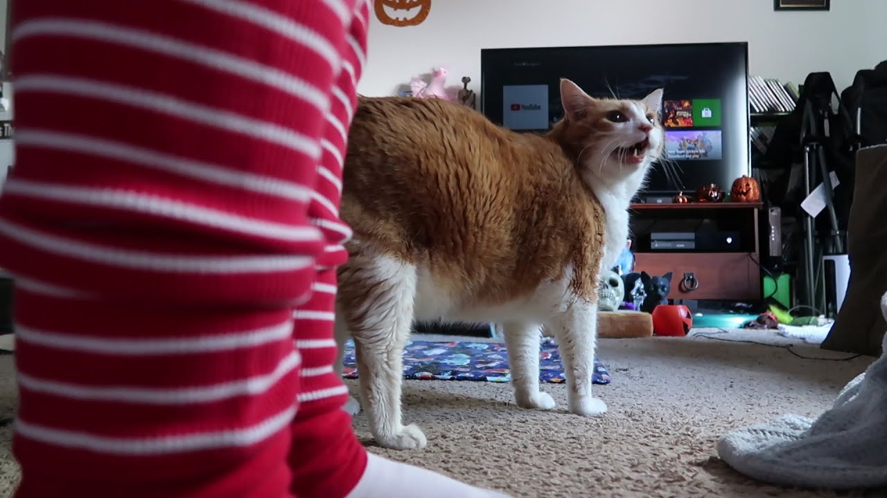 Sweet Cat Meows - YouTube